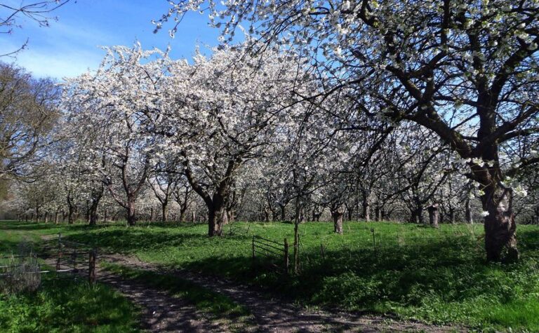 Bournemouth Nickname Inspired by Cherry Orchards That Once Lined Dean ...